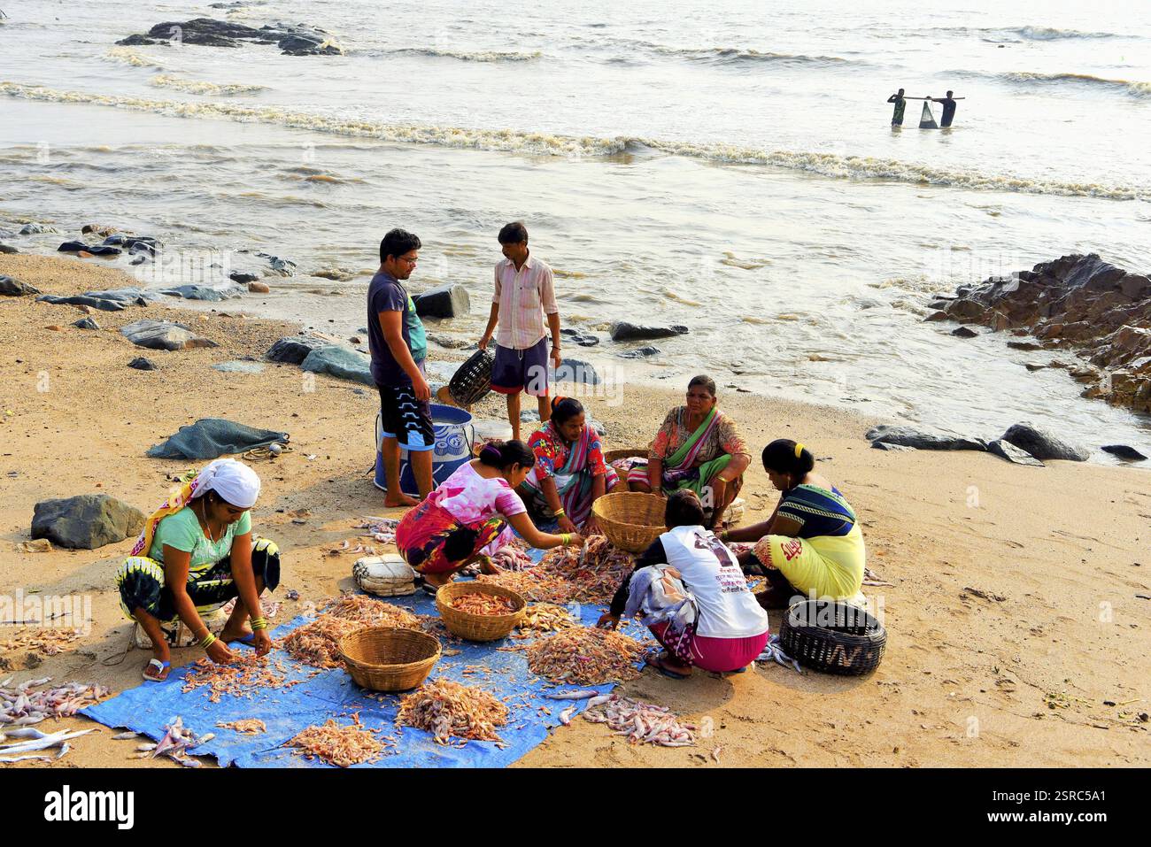 Fisher women sorting fish, Uttan Beach, Bhayander, Mumbai, Maharashtra ...