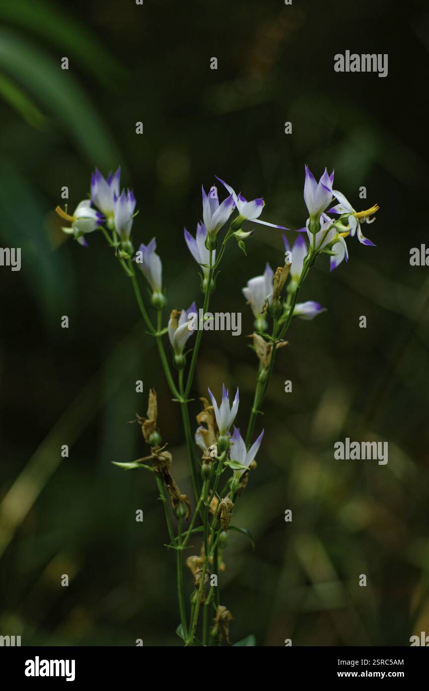 Chirata hi-res stock photography and images - Alamy
