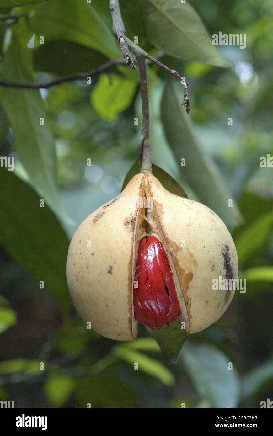 Spices, mace jatipatri dried lacy red covering within fruit of nutmeg ...