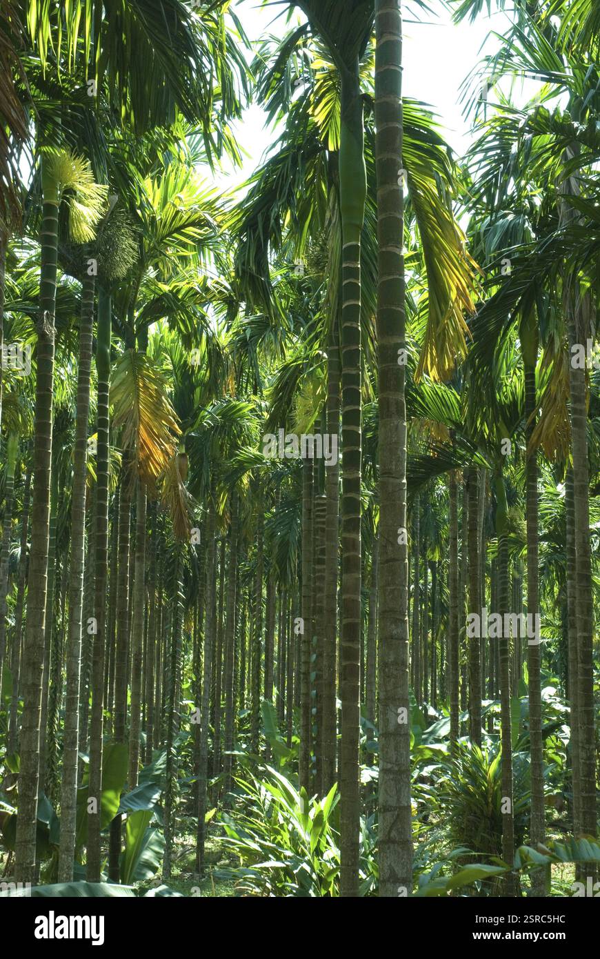 Yellapur hi-res stock photography and images - Alamy