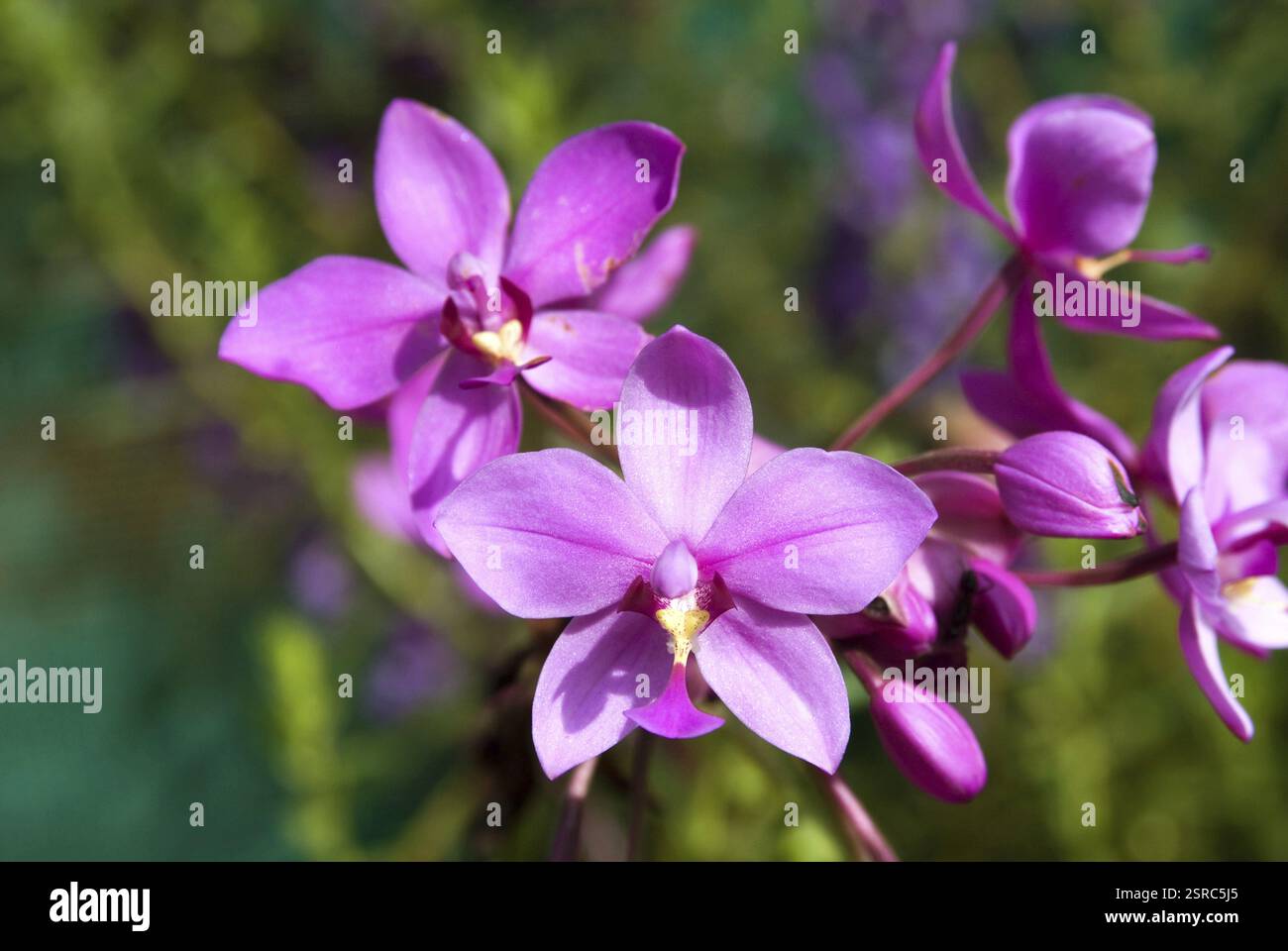 Violet flowers in Bangalore, Karnataka, India, Asia Stock Photo - Alamy