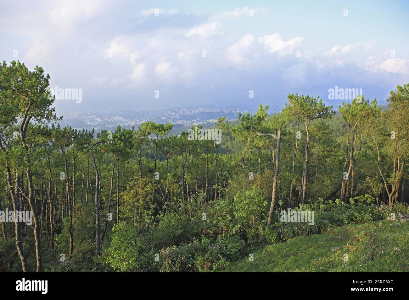 View of shillong forest, Meghalaya, India, Asia Stock Photo - Alamy
