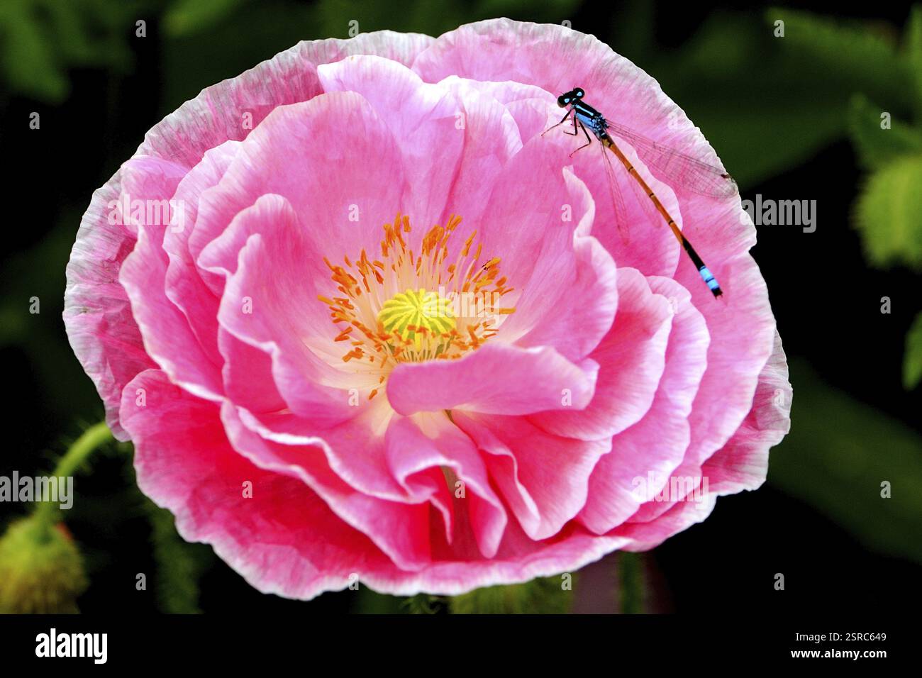 Kashmir poppy hi-res stock photography and images - Alamy