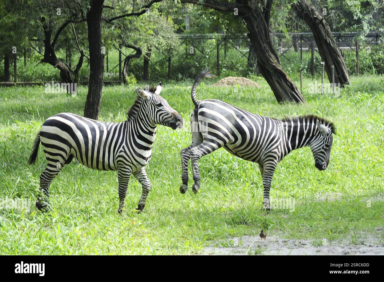Zebra park zoo people hi-res stock photography and images - Alamy
