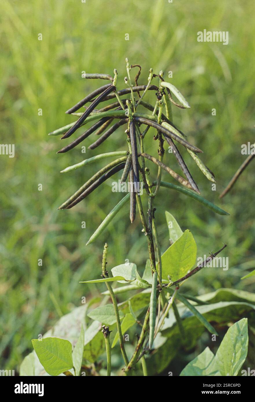 Beans, green gram growing in field Stock Photo - Alamy