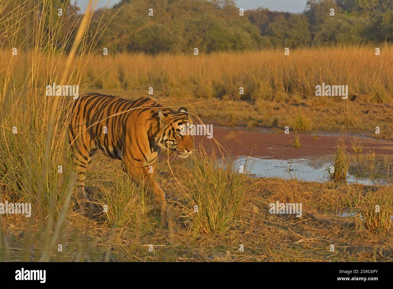 Bengal Tiger, Ranthambore national park, rajasthan, India, Asia Stock ...