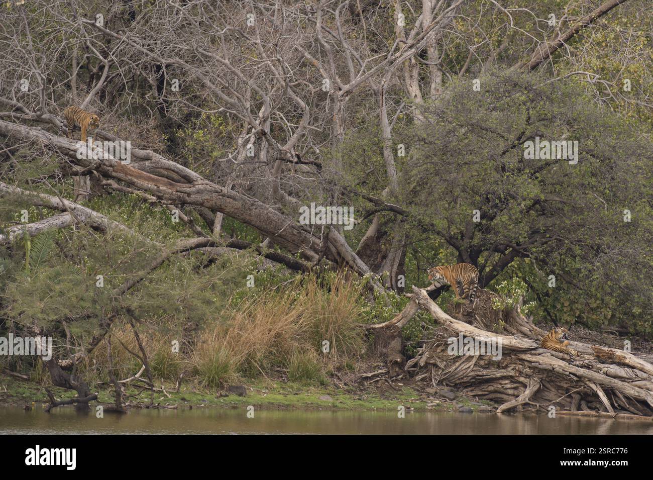 Bengal tiger cubs climbing trees in Ranthambhore national park ...