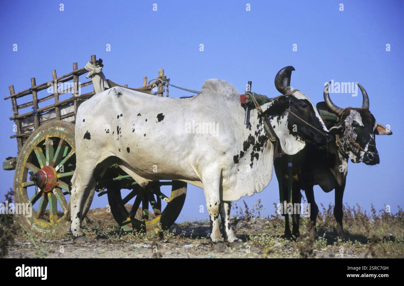 Bull rides hi-res stock photography and images - Alamy
