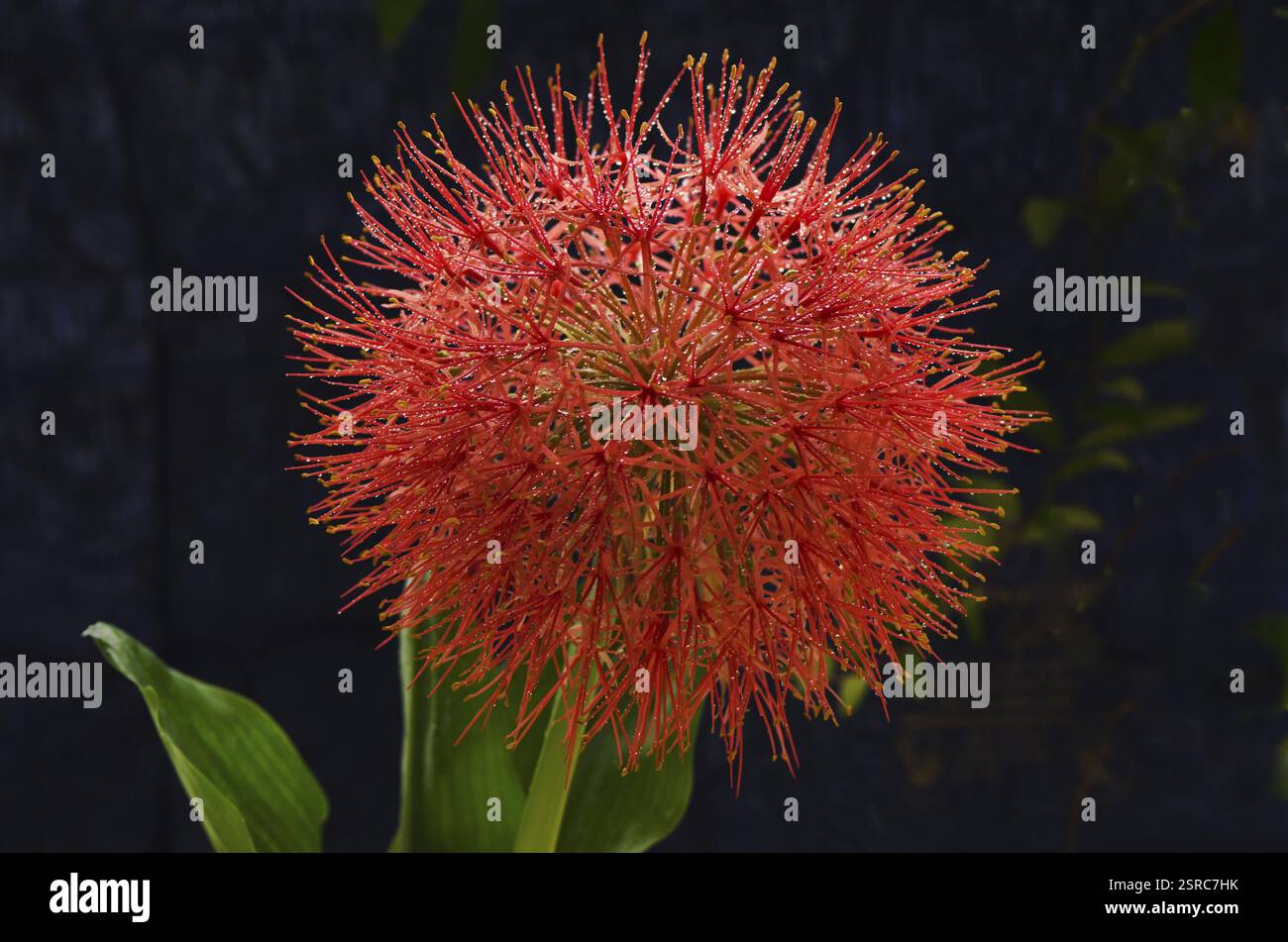 Football lily flower, Mumbai, Maharashtra, India, Asia Stock Photo - Alamy
