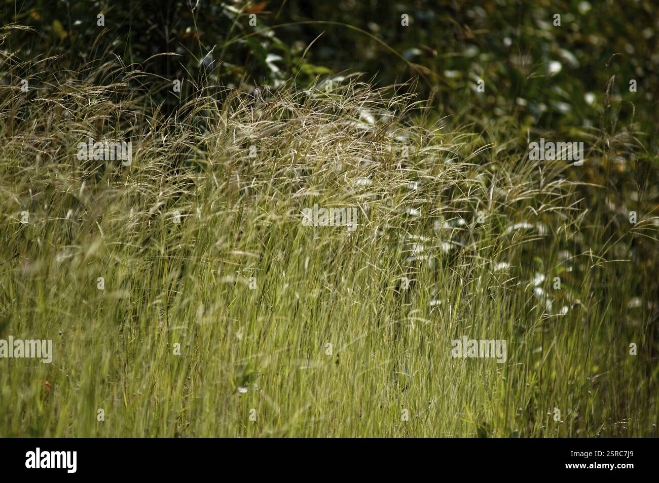 Swaying grasses hi-res stock photography and images - Alamy