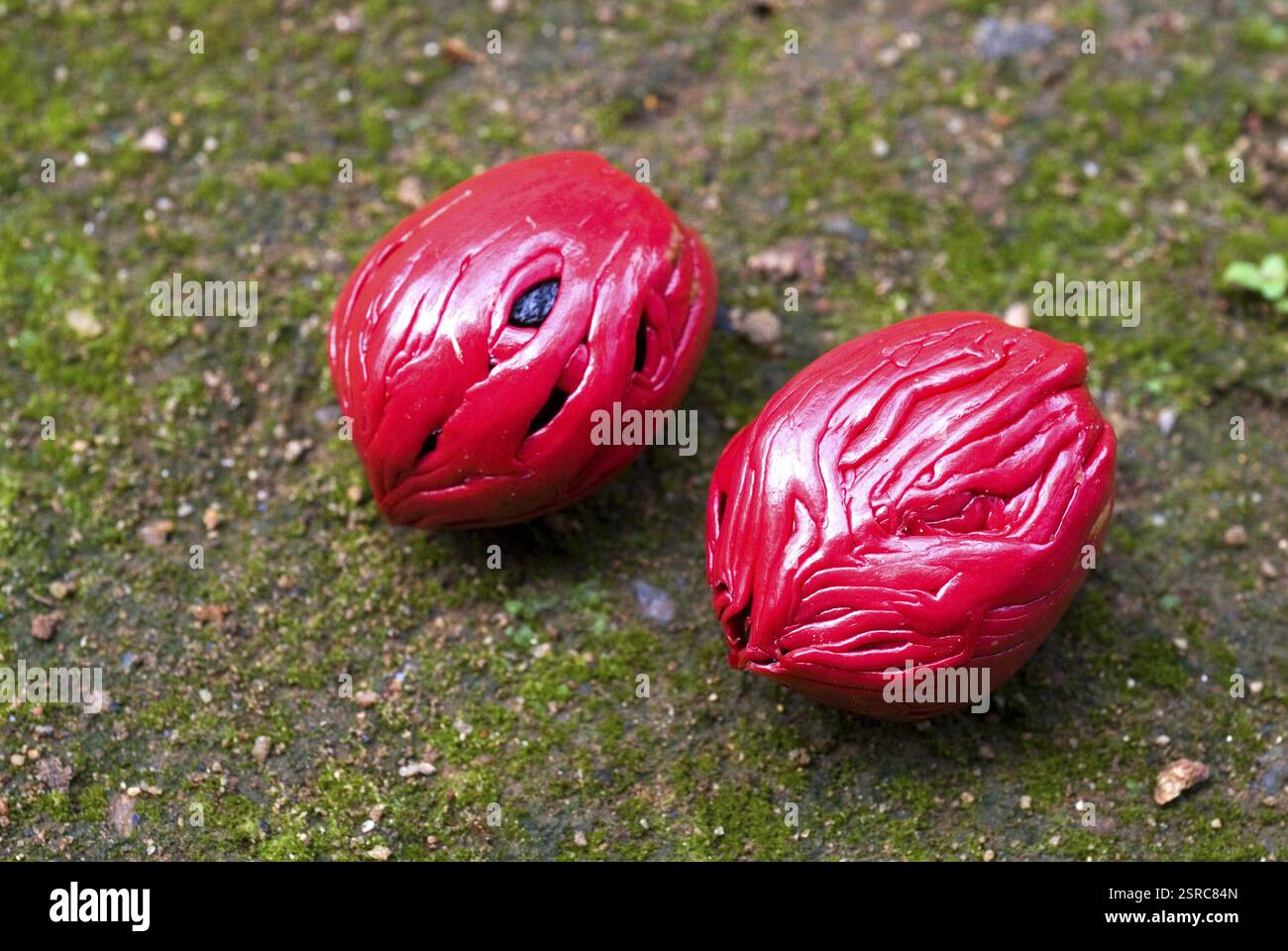 Spices, mace jatipatri dried lacy red covering arillus of seed nutmeg ...