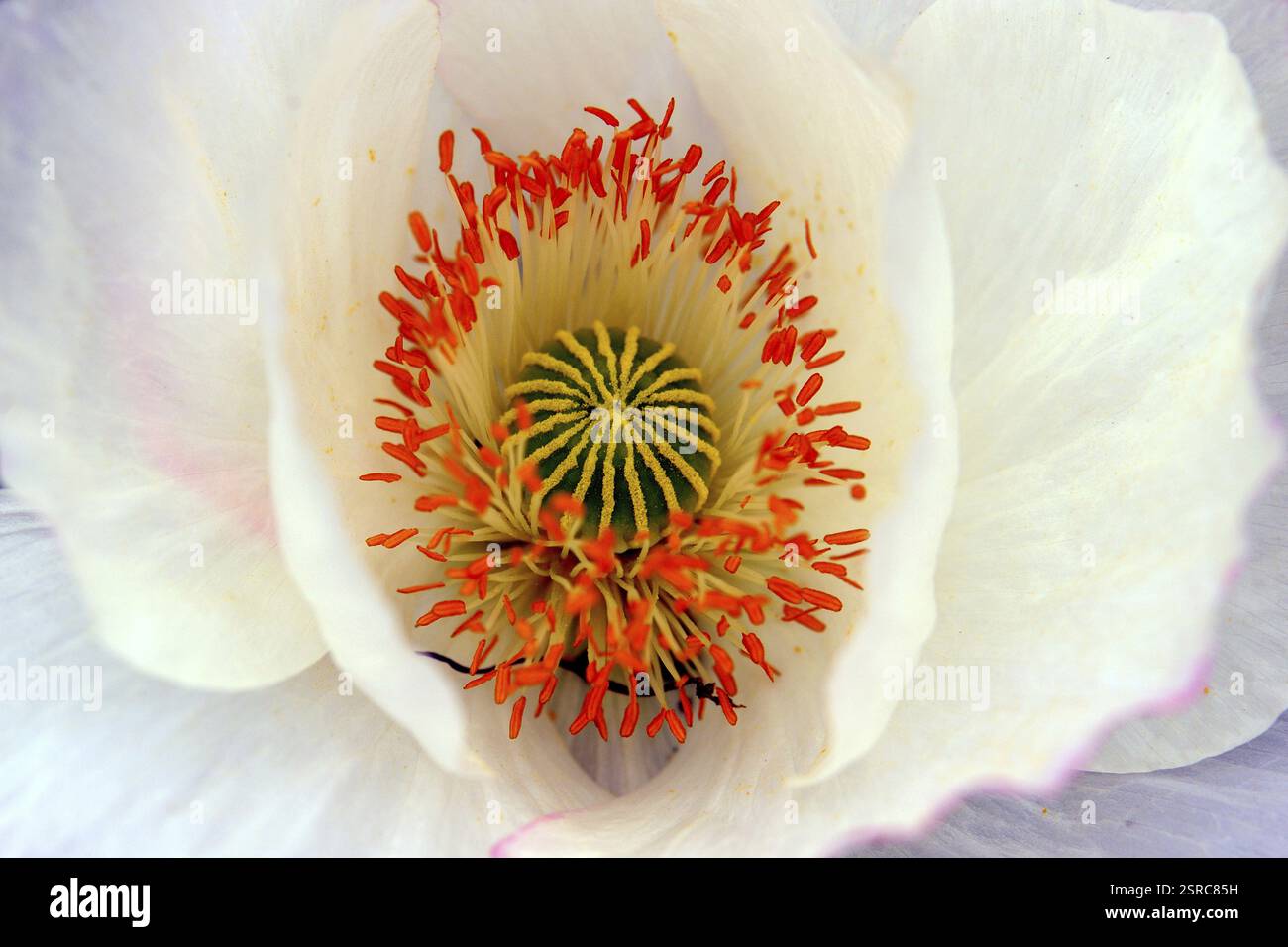 Poppy flower, Jammu and Kashmir, India, Asia Stock Photo - Alamy