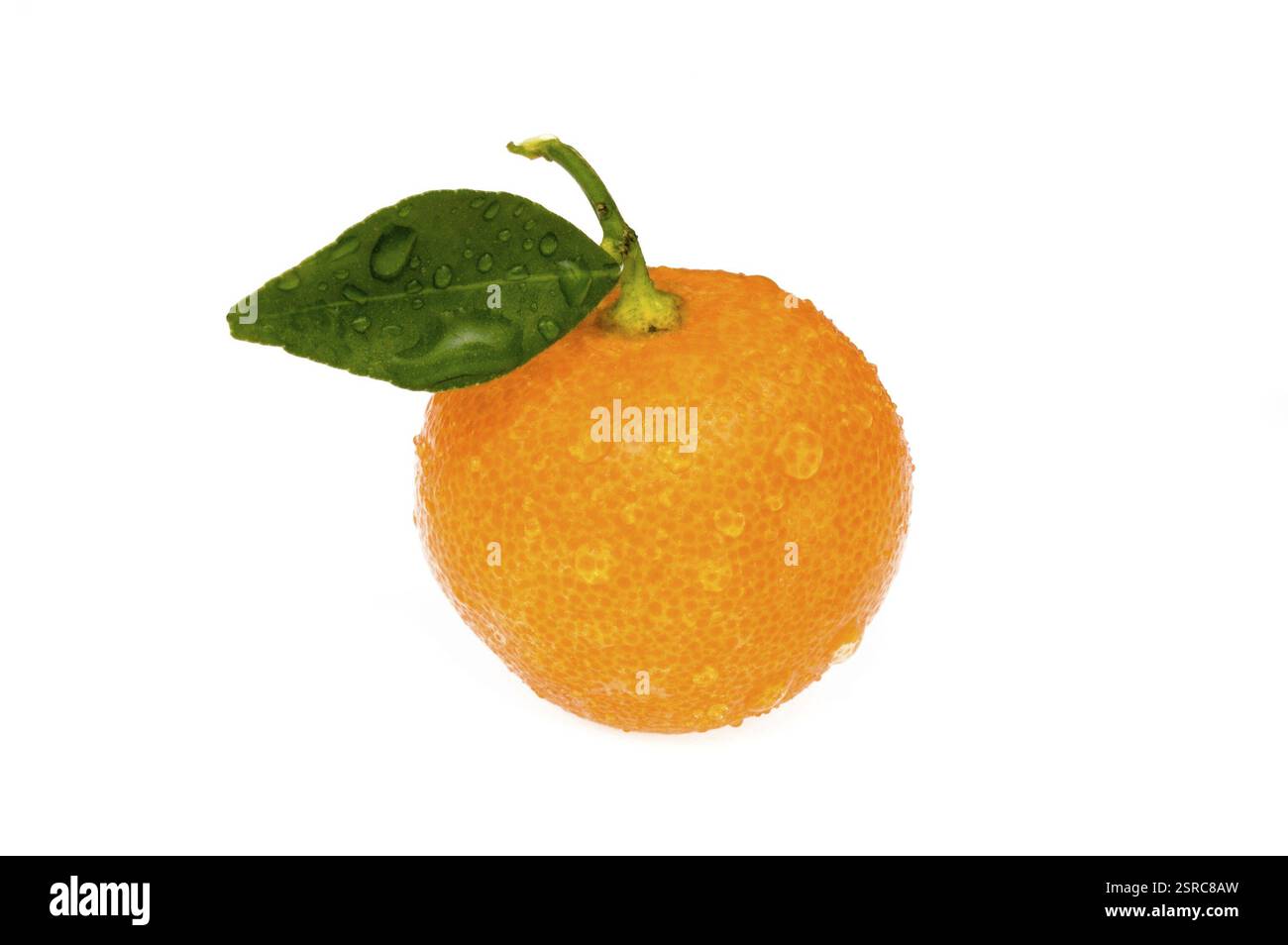 Mandarin orange orchard Cut Out Stock Images & Pictures - Alamy