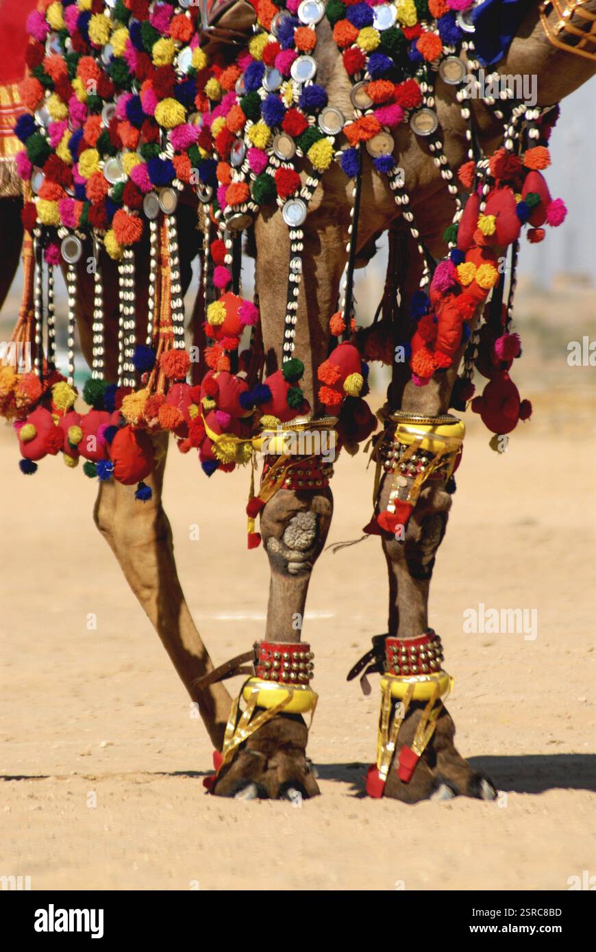 Camel legs hi-res stock photography and images - Alamy