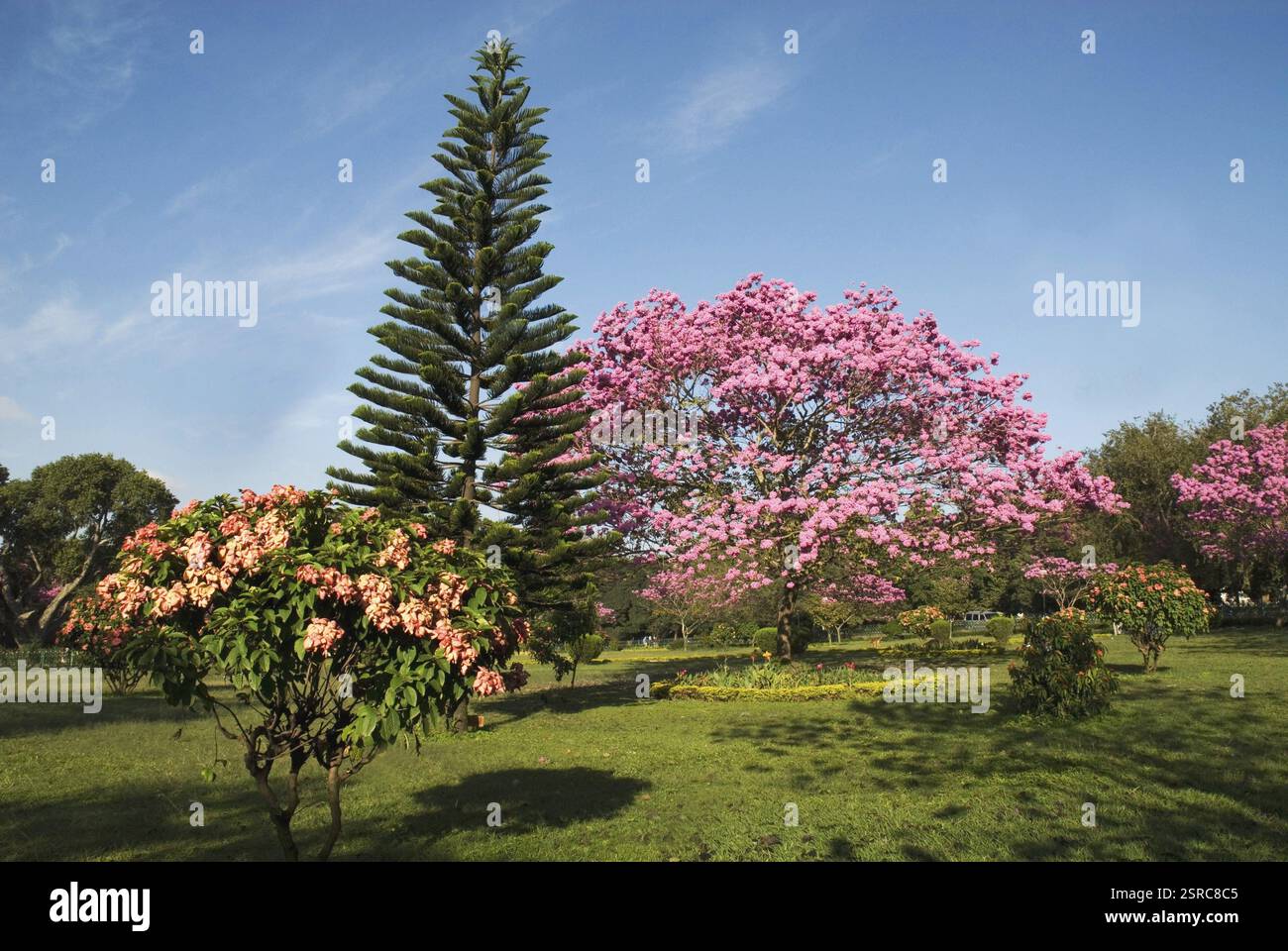 Tabebuia Avallanaedae tree in bloom in Cubbon Park, Bangalore ...