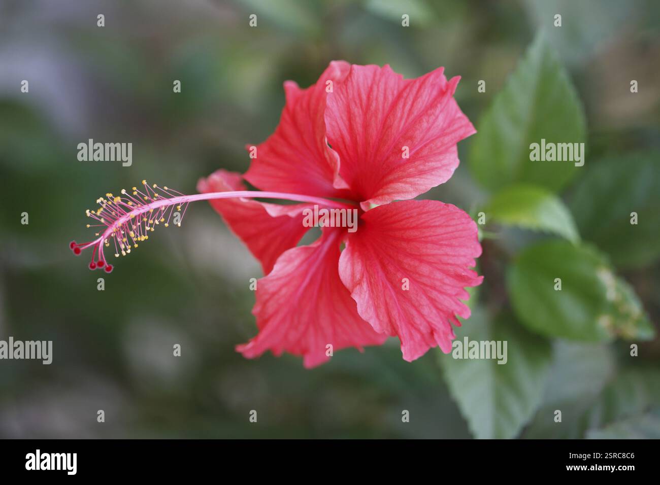 Hibiscus rosa sinensis, India, Asia Stock Photo - Alamy