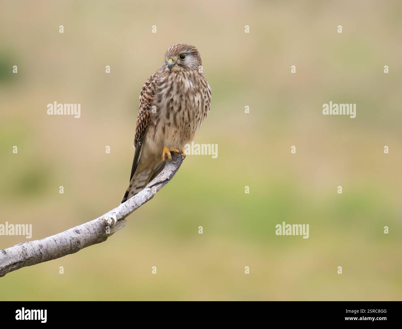 Female kestrel in the Severn Estuary UK [ Falco Tinnunculus ] Stock ...