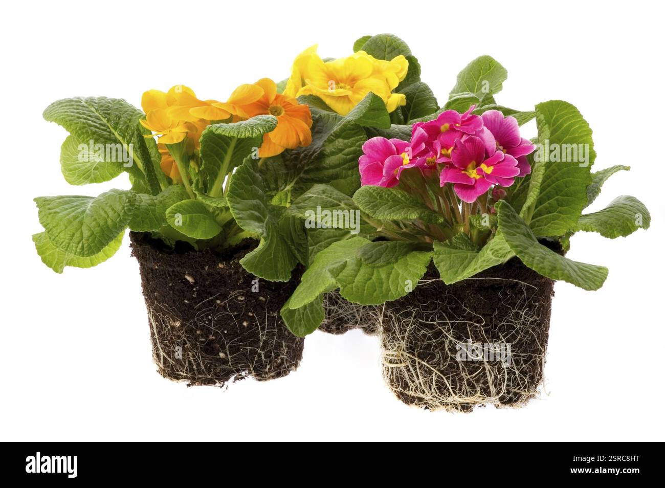 Plant flower roots Cut Out Stock Images & Pictures - Alamy
