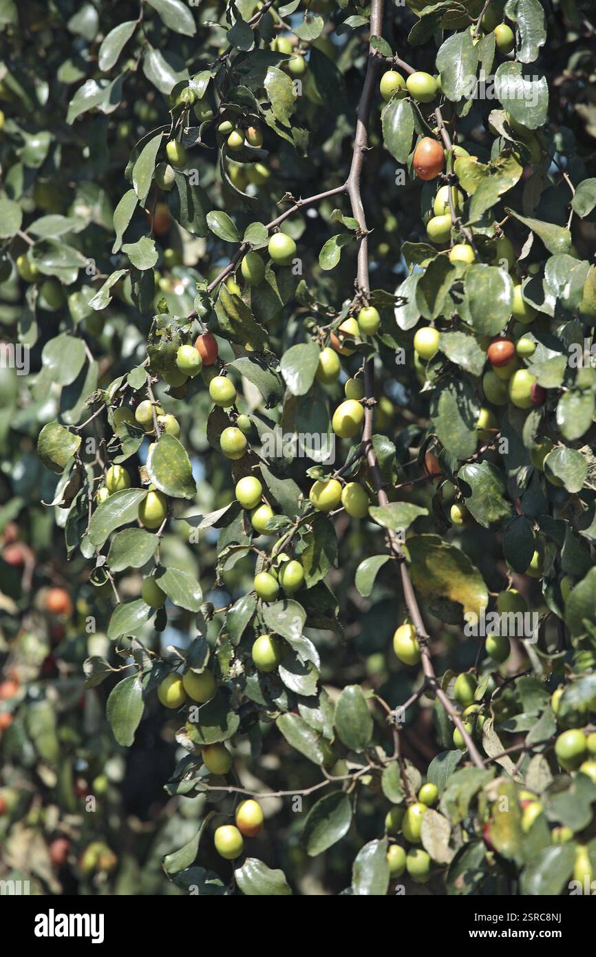 Fruits, jujube ziphus mauritiana chinese date raw and ripe with leaves ...