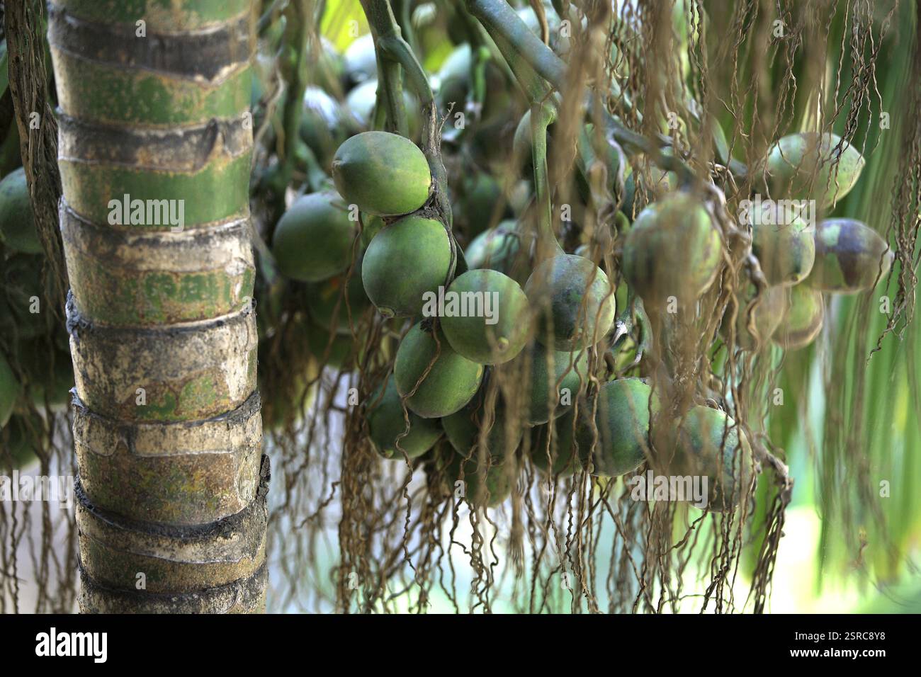 Raw green betel nut areca catechu on palm tree, Guwahati, Assam, India, Asia Stock Photo - Alamy