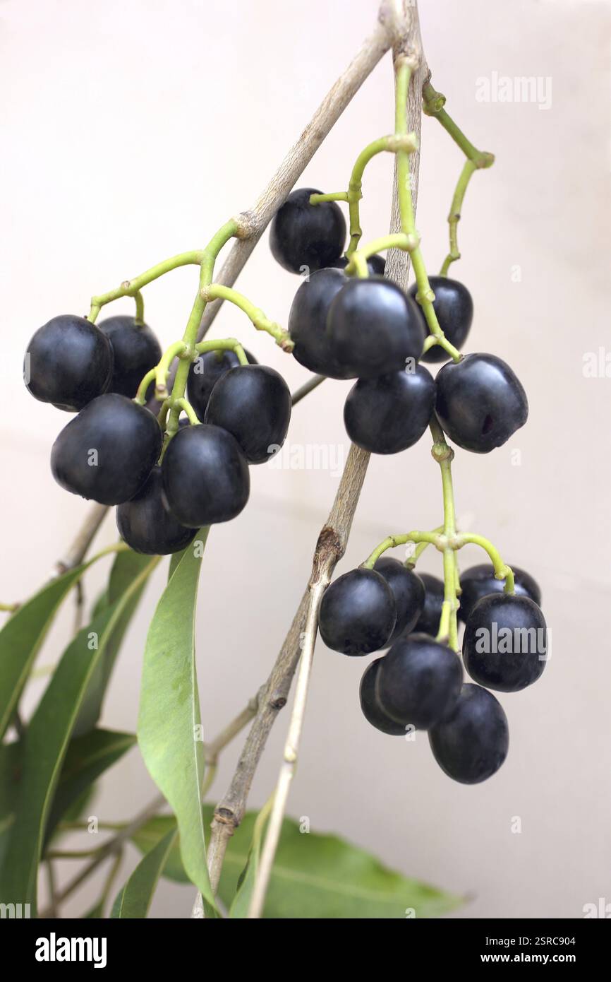 Fruits, java plum syzygium cumini Stock Photo - Alamy