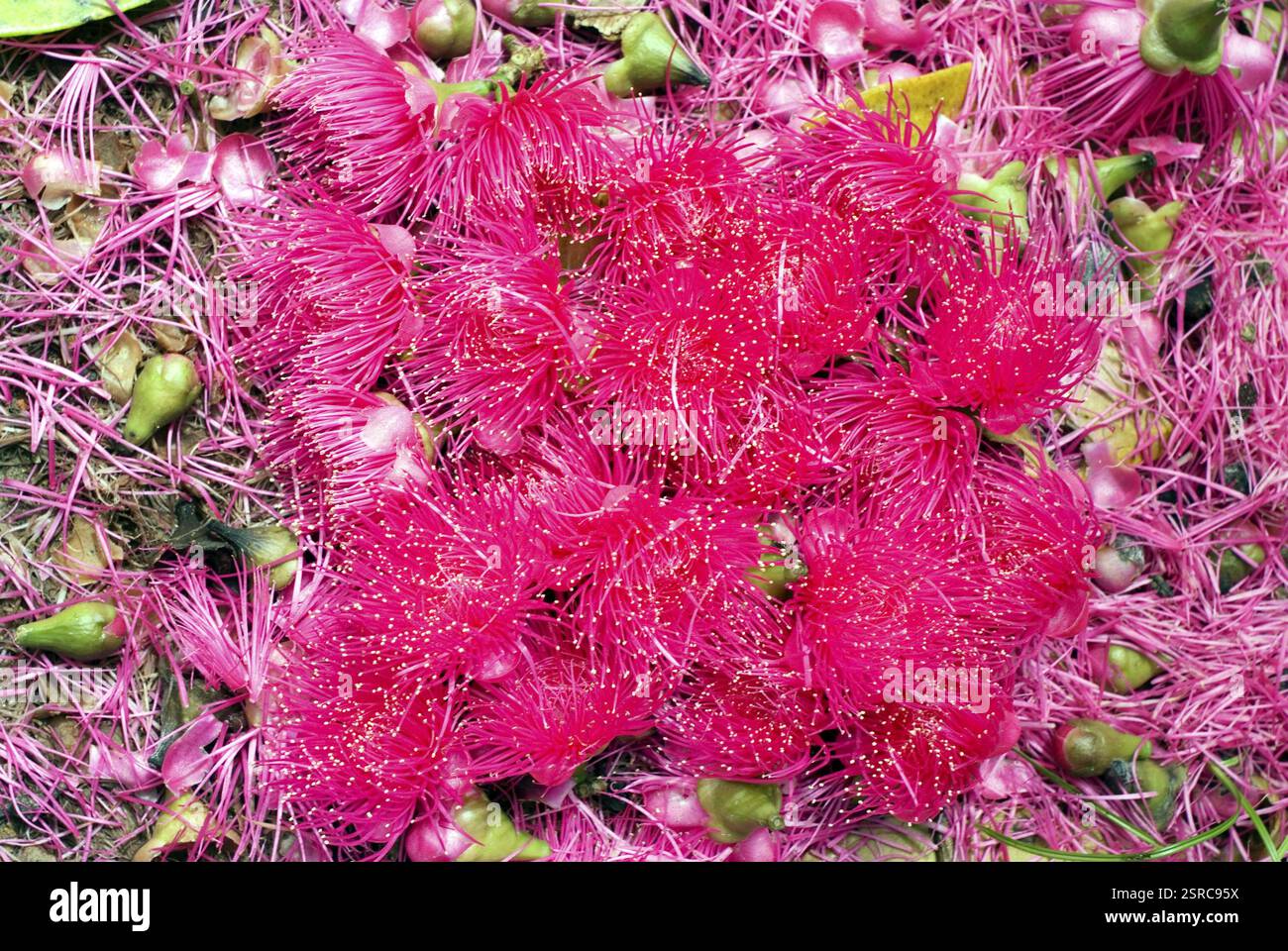 Flower parts fallen on ground fruits bearing tree wax apple wax jambu ...