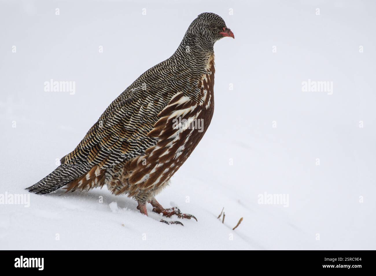 Snow Partridge bird flying, Uttarakhand, India, Asia Stock Photo - Alamy