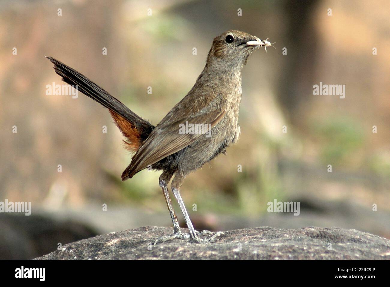 Birds, Indian Robin (Saxicoloides fulicata), Jodhpur, Rajasthan, India ...