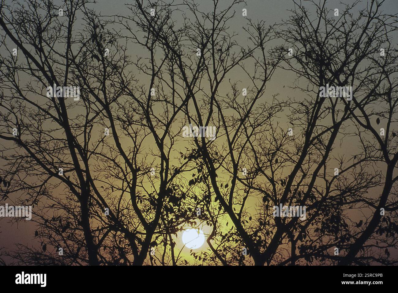 Sunset behind silhouetted tree branches, Pune, Maharashtra, India, Asia ...