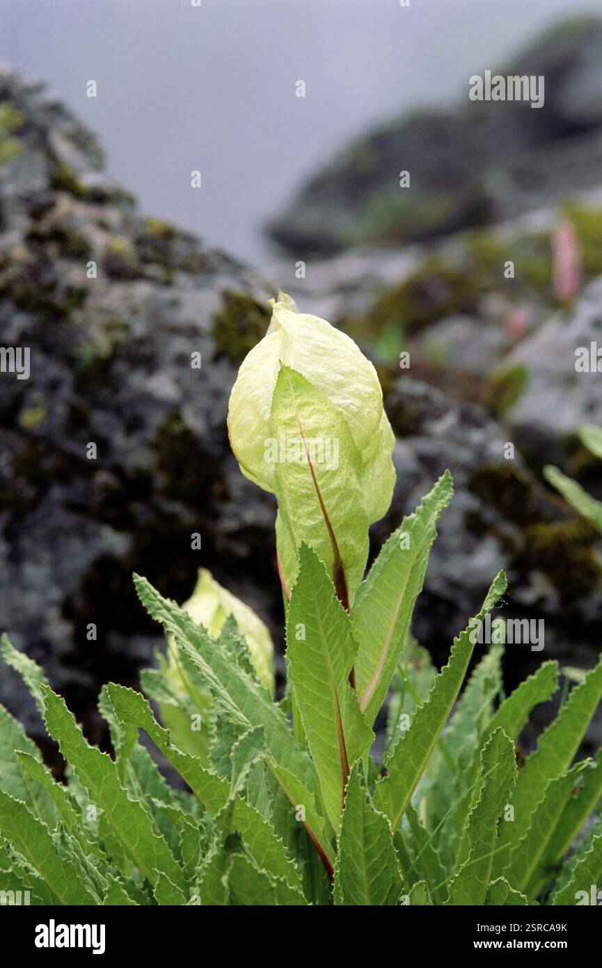 Himalayan flowers Brahma's lotus, saussurea abvallata, India, Asia ...