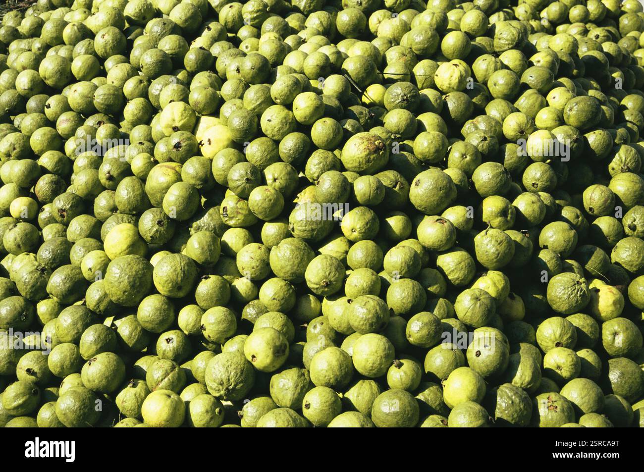 Heap of guava fruit, India, Asia Stock Photo - Alamy