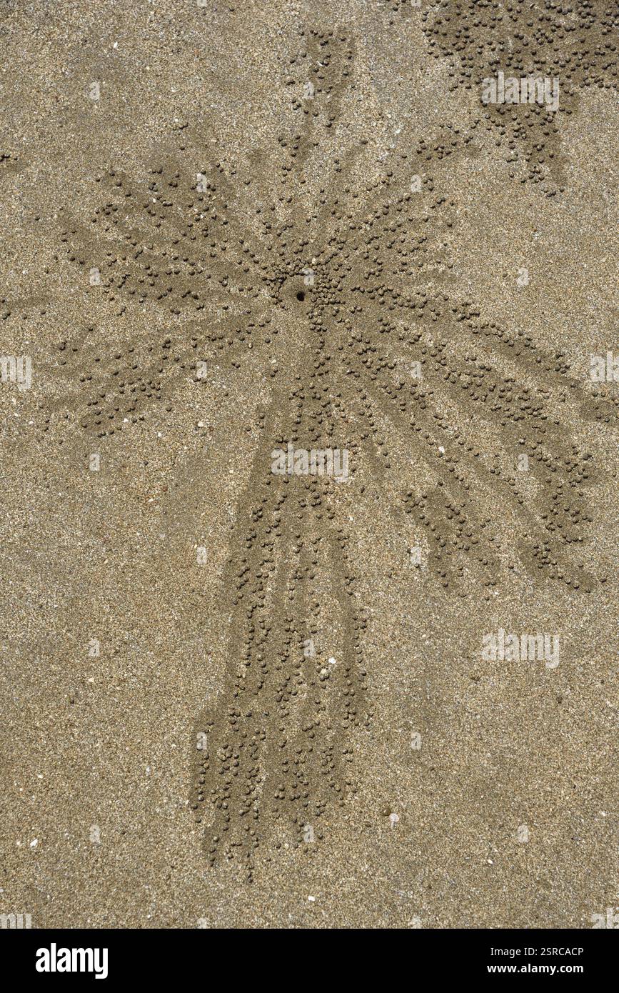 Sand insect pattern, saranda beach, valsad, Gujarat, India, Asia Stock ...