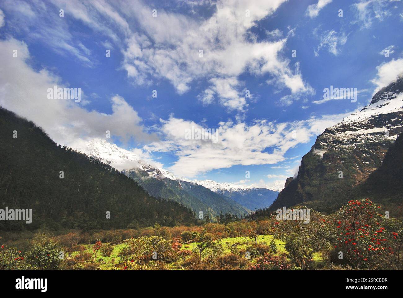 Flowering rhododendrons & snow peak of Katao range, Yumthang, North ...