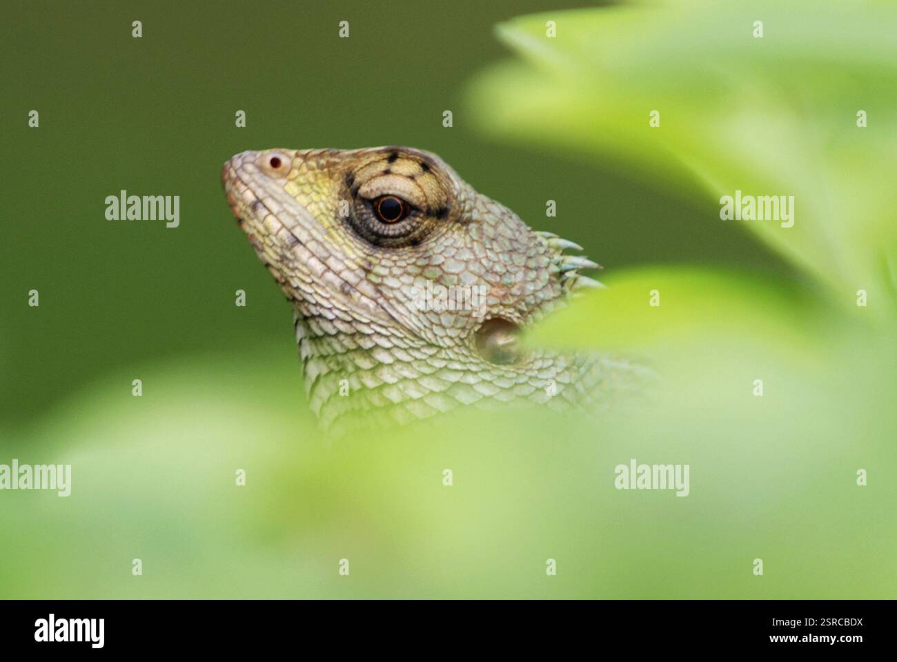 Reptiles, common garden lizard calotes versicolor peeping, Kolkata ...