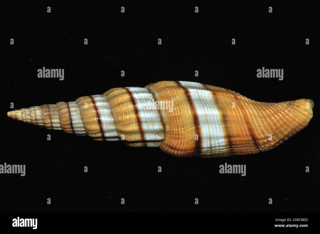 Rare shell hi-res stock photography and images - Alamy