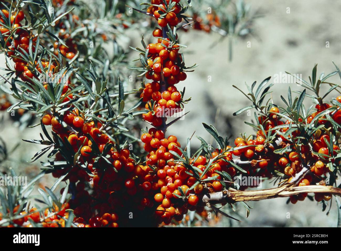 Kashmir fruits hi-res stock photography and images - Alamy