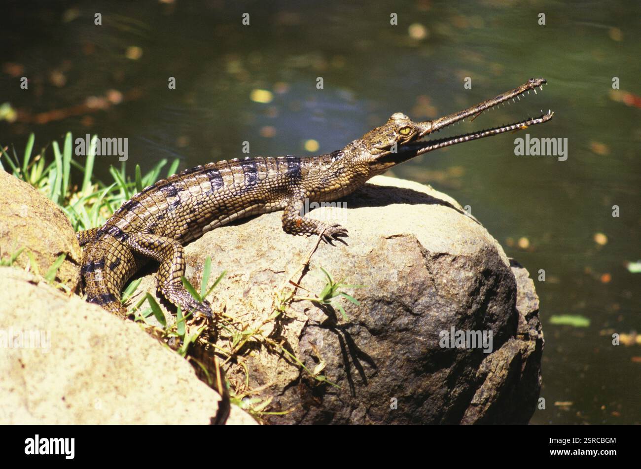 Gharial crocodile gavialis gangeticus endangered reptiles, India, Asia ...