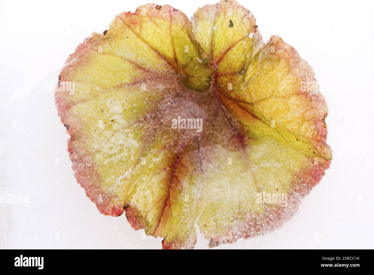 Frozen flowers. blossoms in the ice cube Stock Photo - Alamy