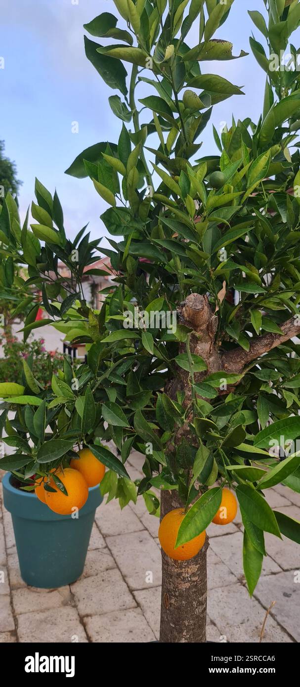 Orange tree in street of Turkey Stock Photo - Alamy