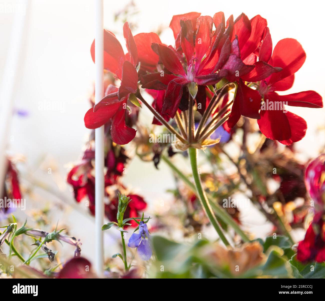 Hardy geranium white hi-res stock photography and images - Alamy