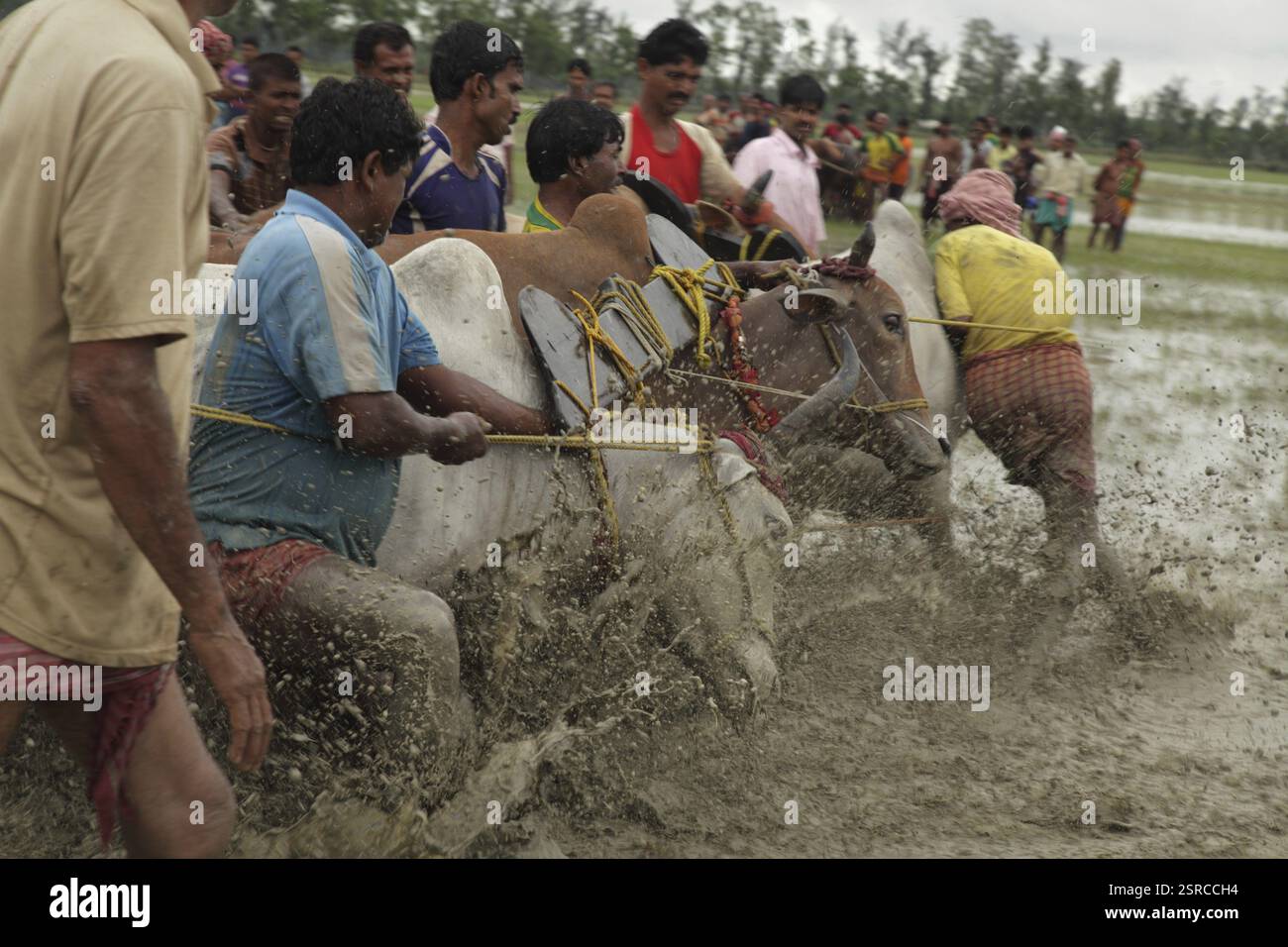 Bull race, west bengal, india, asia Stock Photo - Alamy