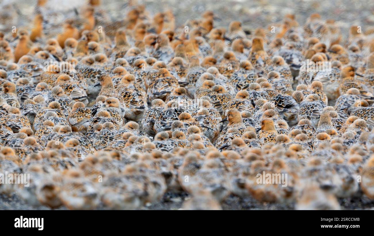 Red Knot (Calidris canutus islandica), side view of a small flock in ...
