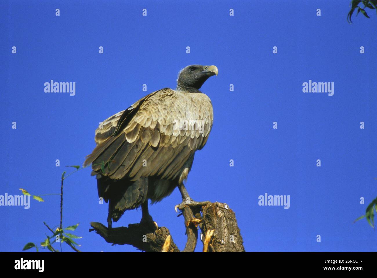 Birds, long billed vulture Gyps Indicus Stock Photo - Alamy