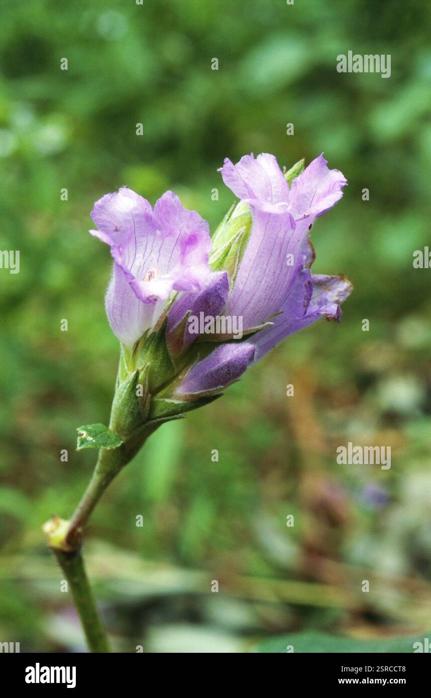 Phlebophyllum kunthianus nees Strobilanthes kunthianus nees, kurinji ...