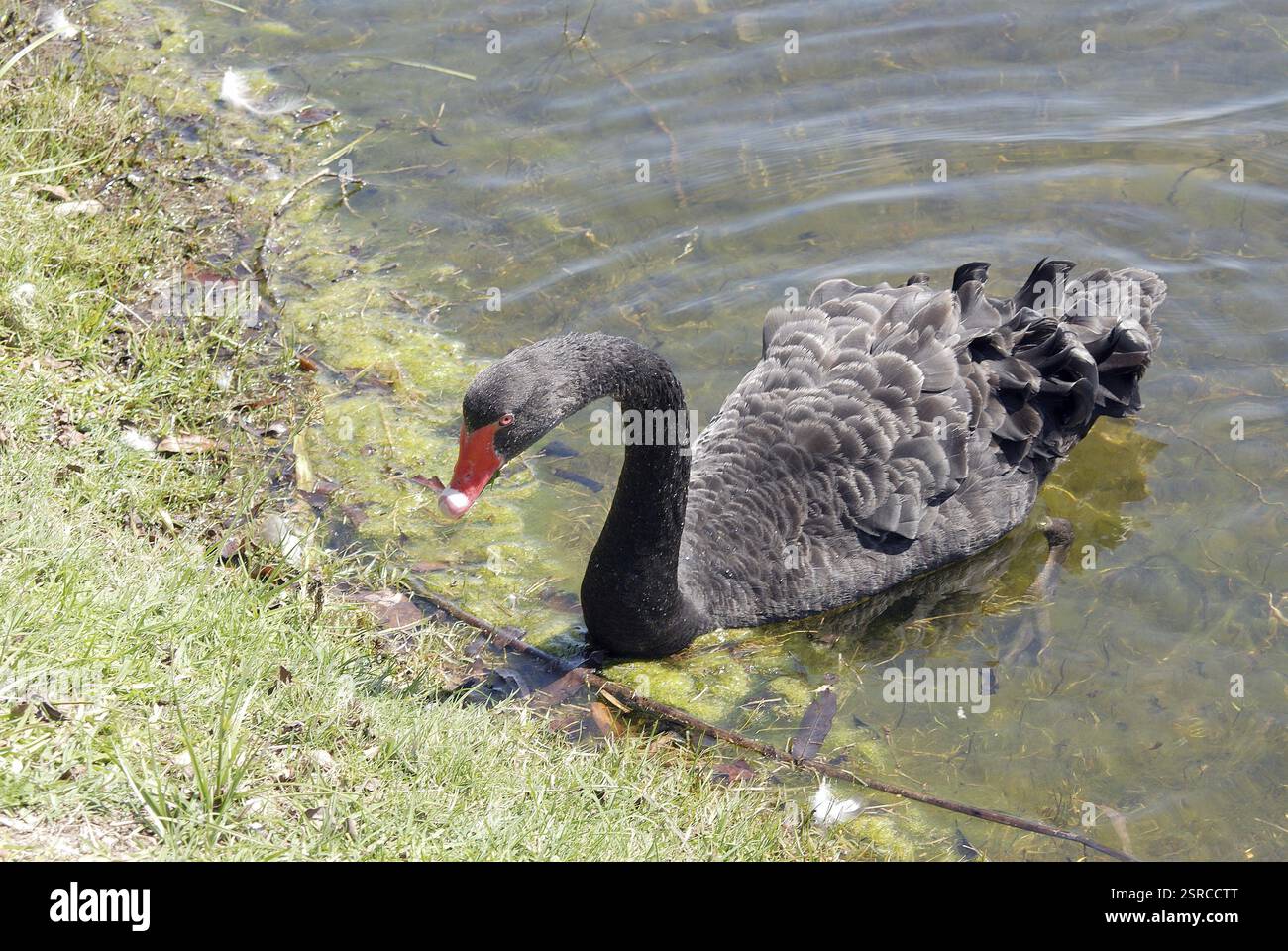 Black swan in natural habitat hi-res stock photography and images - Alamy