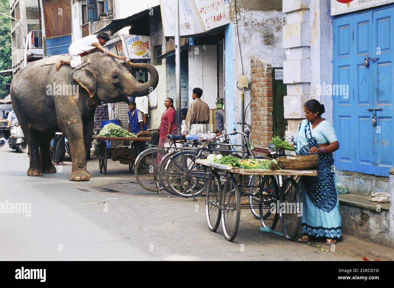Elephants in street india hi-res stock photography and images - Alamy