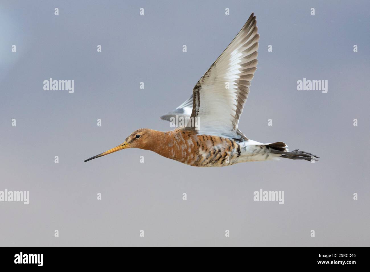 Black-tailed Godwit (Limosa limosa islandica), side view of an adult in ...
