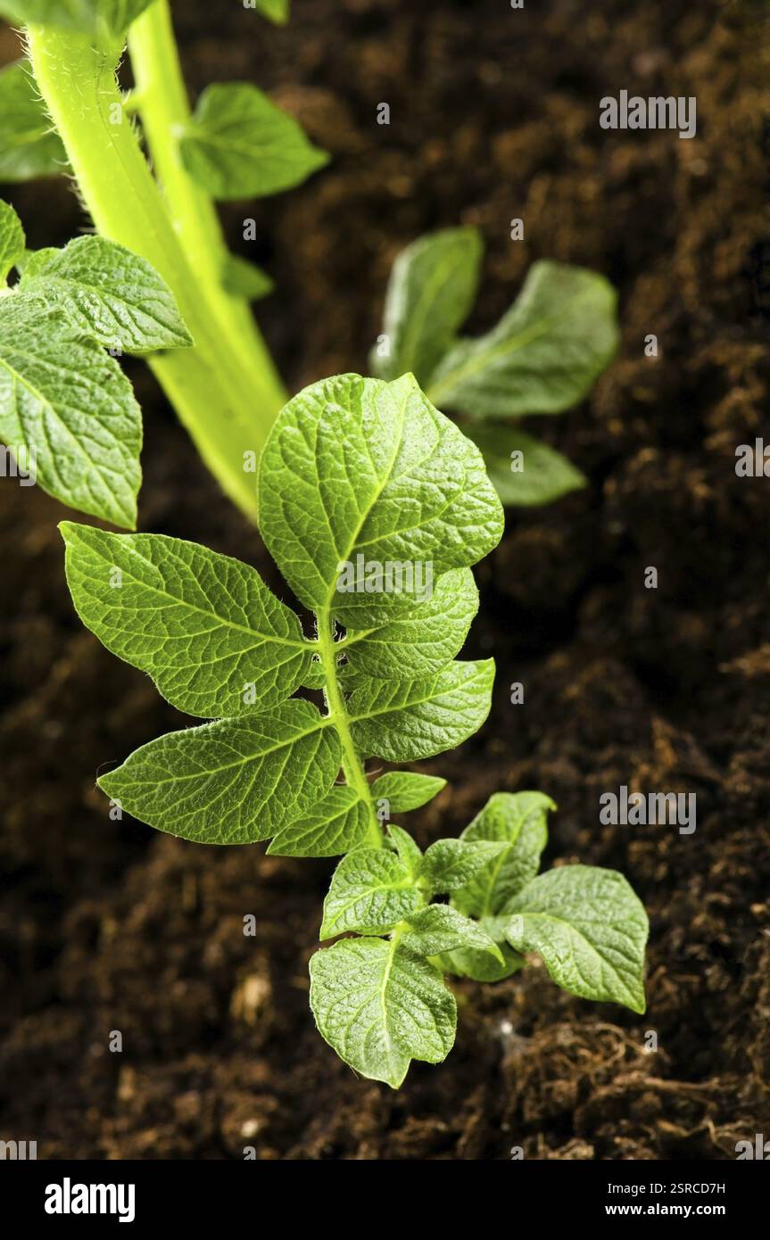 Growing potato. baby plant in soil Stock Photo - Alamy