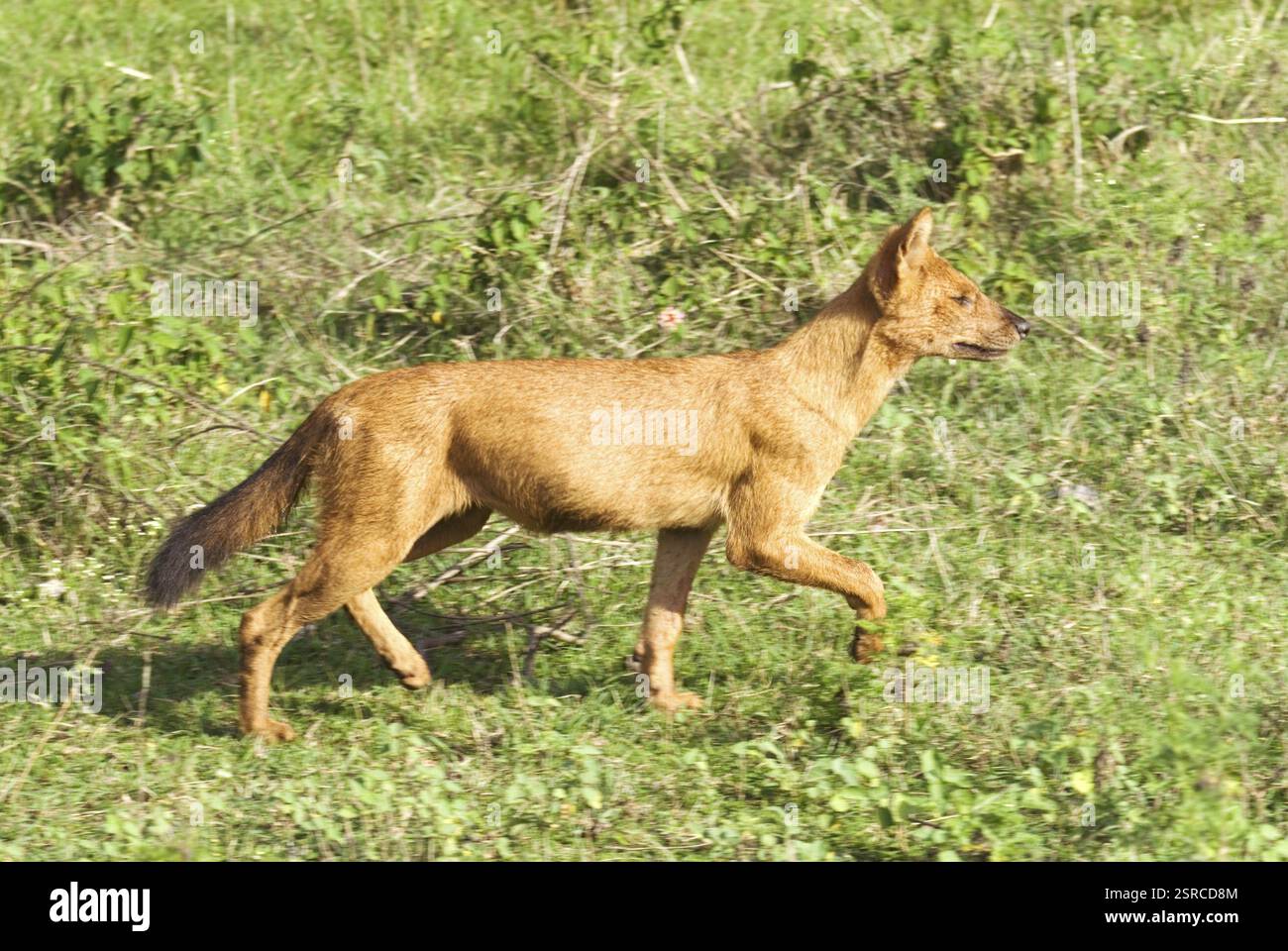 Wild dog or dhole cuon alpinus, Bangalore, Karnataka, India, Asia Stock ...