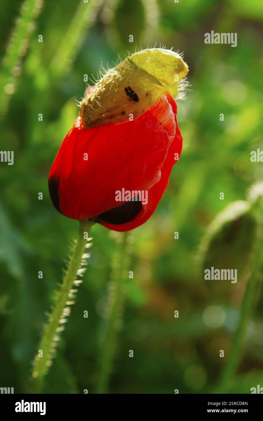 Poppy bud under process of opening, Jodhpur, Rajasthan, India, Asia ...